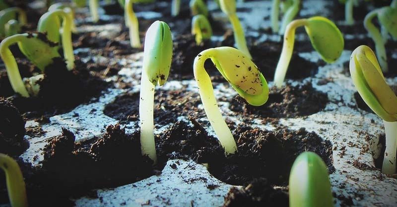 UNDERSTANDING THE FUNDAMENTALS OF NATIVE SEED GERMINATION.